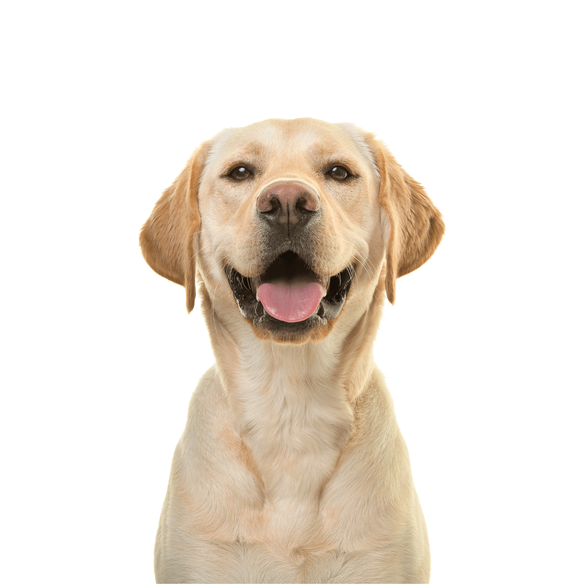 Perros – Deus Group